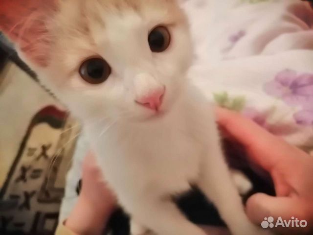 Котенок 3.5 мес. в добрые руки бесплатно