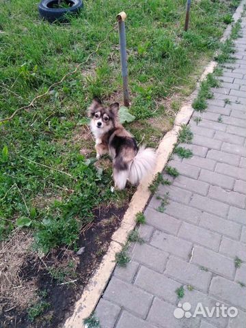 Собака помесь