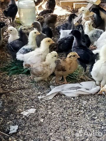 Цыплята двухнедельные разных порд