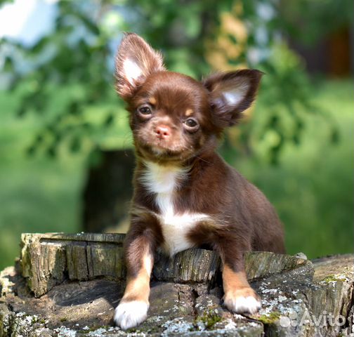 Мальчиш чихуахуа