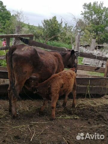 Корова телка,телёнок