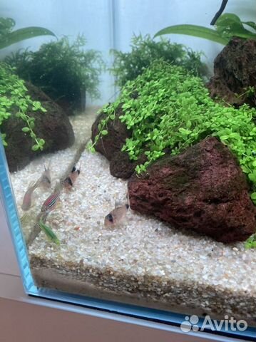 Рыбки данио бесплатно