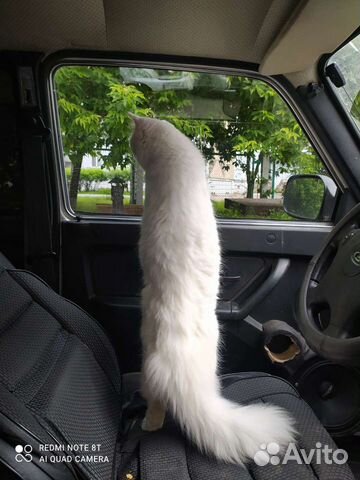 Домашние животные кошки