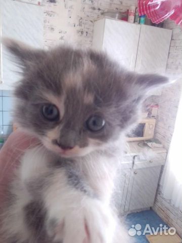 Кошечка в дар полубританская