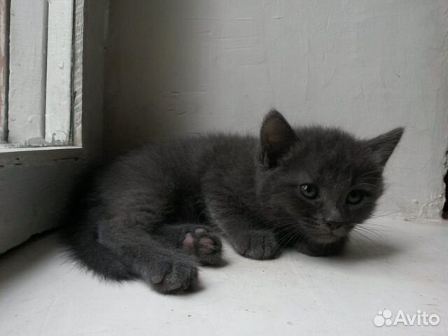 Отдам котят в добрые руки