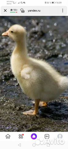 Гусята линда