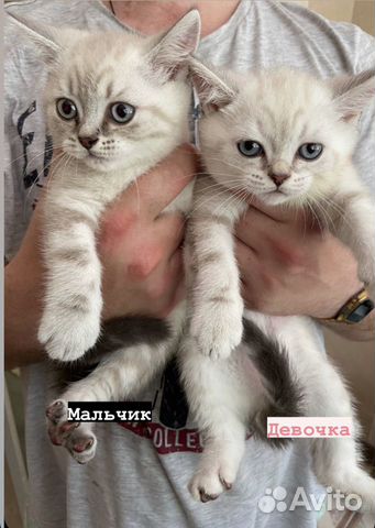 Великолепные британские шушики