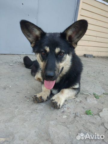 Коротколапый щенок мальчик