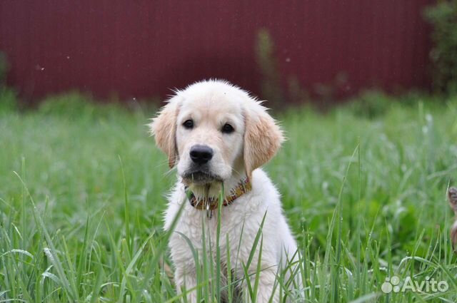 Щенок золотистого ретривера (кобель)