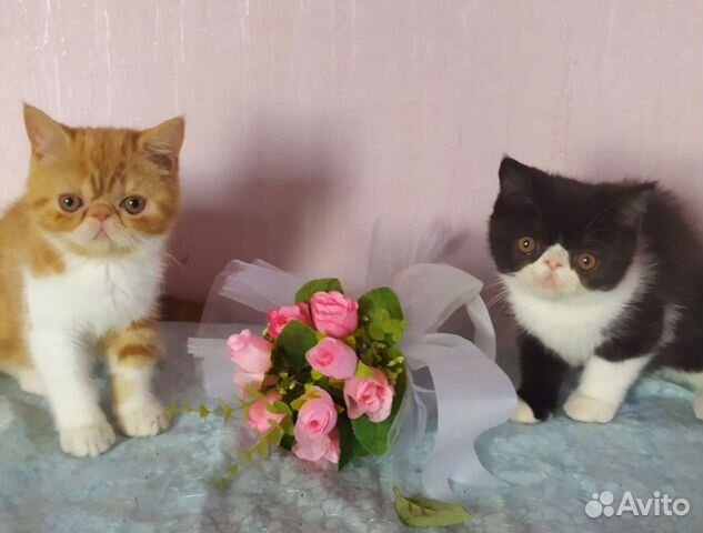 Экзотическая