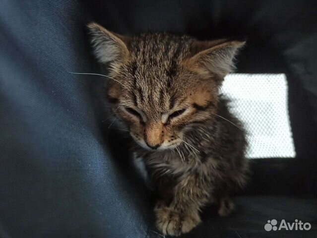 Котенок девочка бесплатно