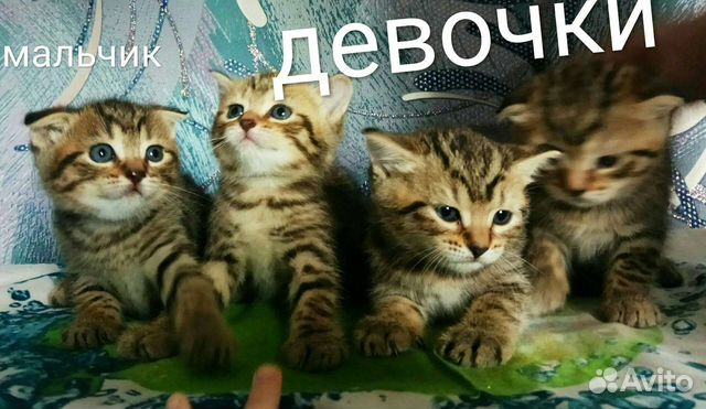 Тигрули