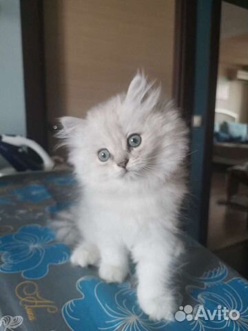 Зеленоглазый британский котенок