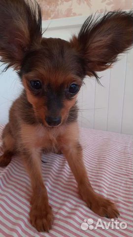 Милый ушастик, щенок русского тоя