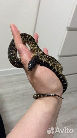 Королевская змея