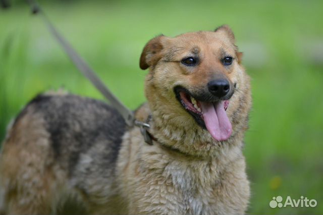 Умка, В добрые руки