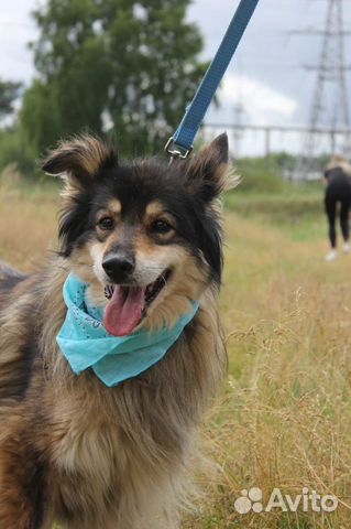 Собака ищет дом или тёплую будку