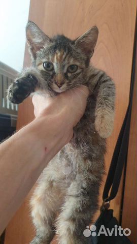 Котенок девочка в добрые руки