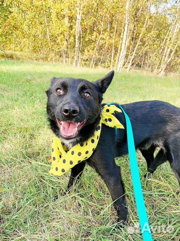 Малыш Каспер в поисках дома