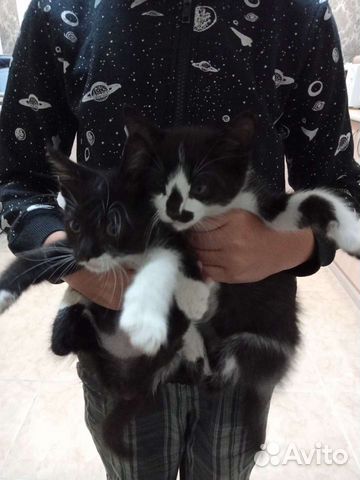 Кошка в дар отдадим котят в добрые руки, два мальч