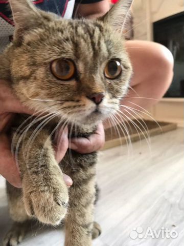 Кошка