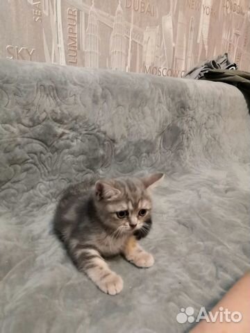 Продам шотландского котенка
