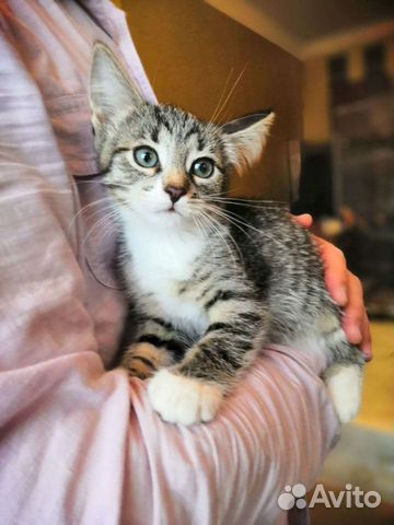 Котёнок, котята малышка девочка в добрые руки