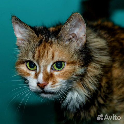 Кошка прямо с картины. Рыжуля ищет дом