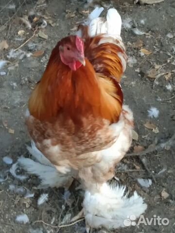 Цыплята брама