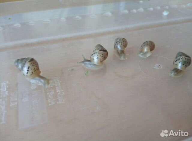 Улитки Ахатина фулика бесплатно малыши