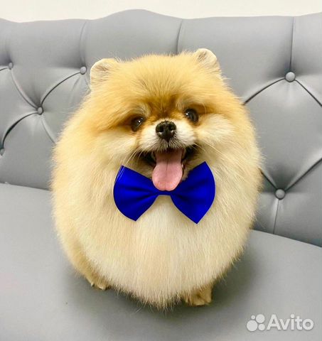 Кольт - померанский красавец ищет дом