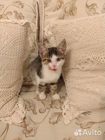 Котенка в добрые ручки