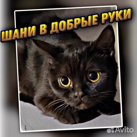 Шани в добрые руки