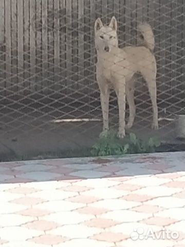 Зсл лайки по медведю