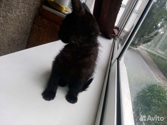 Кошка