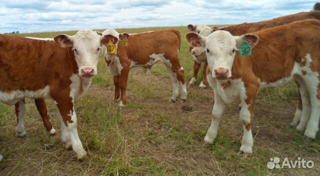 Телята: Герефорд, Голштины, Симменталы