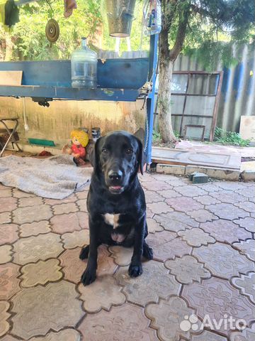 Щенок лабрадора в добрые руки