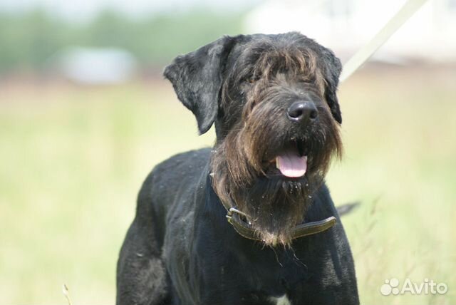 Русский черный терьер в хорошие руки