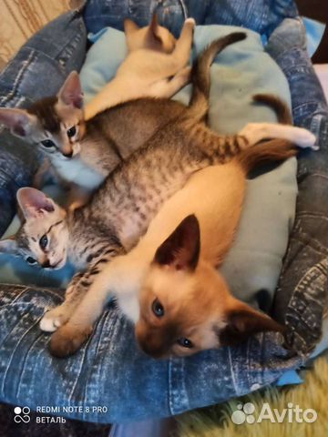 Абиссинская кошка