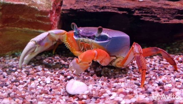 Краб аквариумный пресноводный