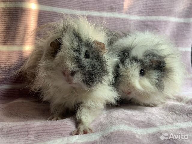 Морские свинки тексель девочки