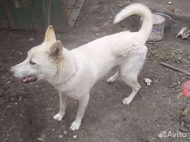 Собака бесплатно