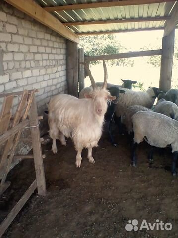 Продам коз