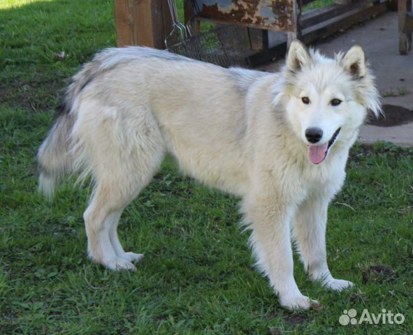 Метис лайки