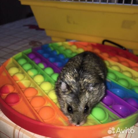 Джунгарский хомяк