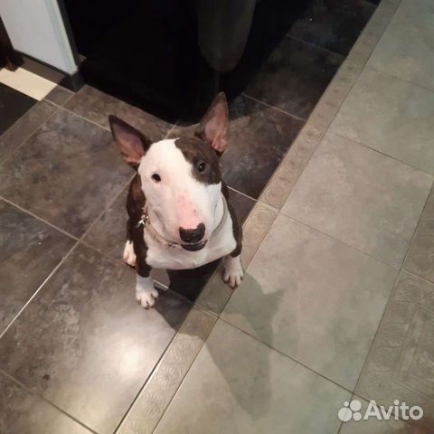 Стандартный бультерьер