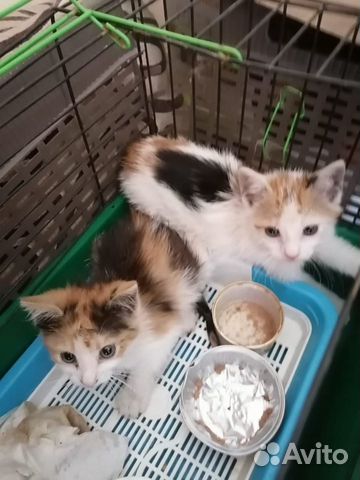 Кото-дети ищут дом