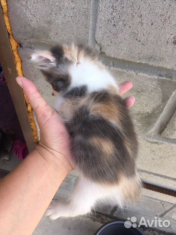 Котятки-ребятки. Домашние малышики