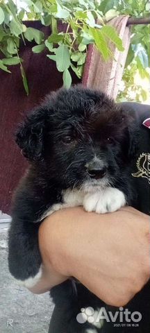 Отдам бесплатно щенков двух мальчиков