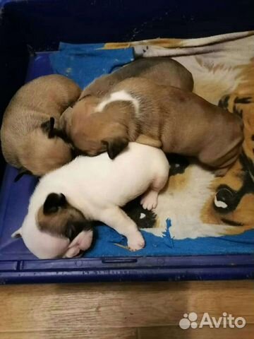 Французики